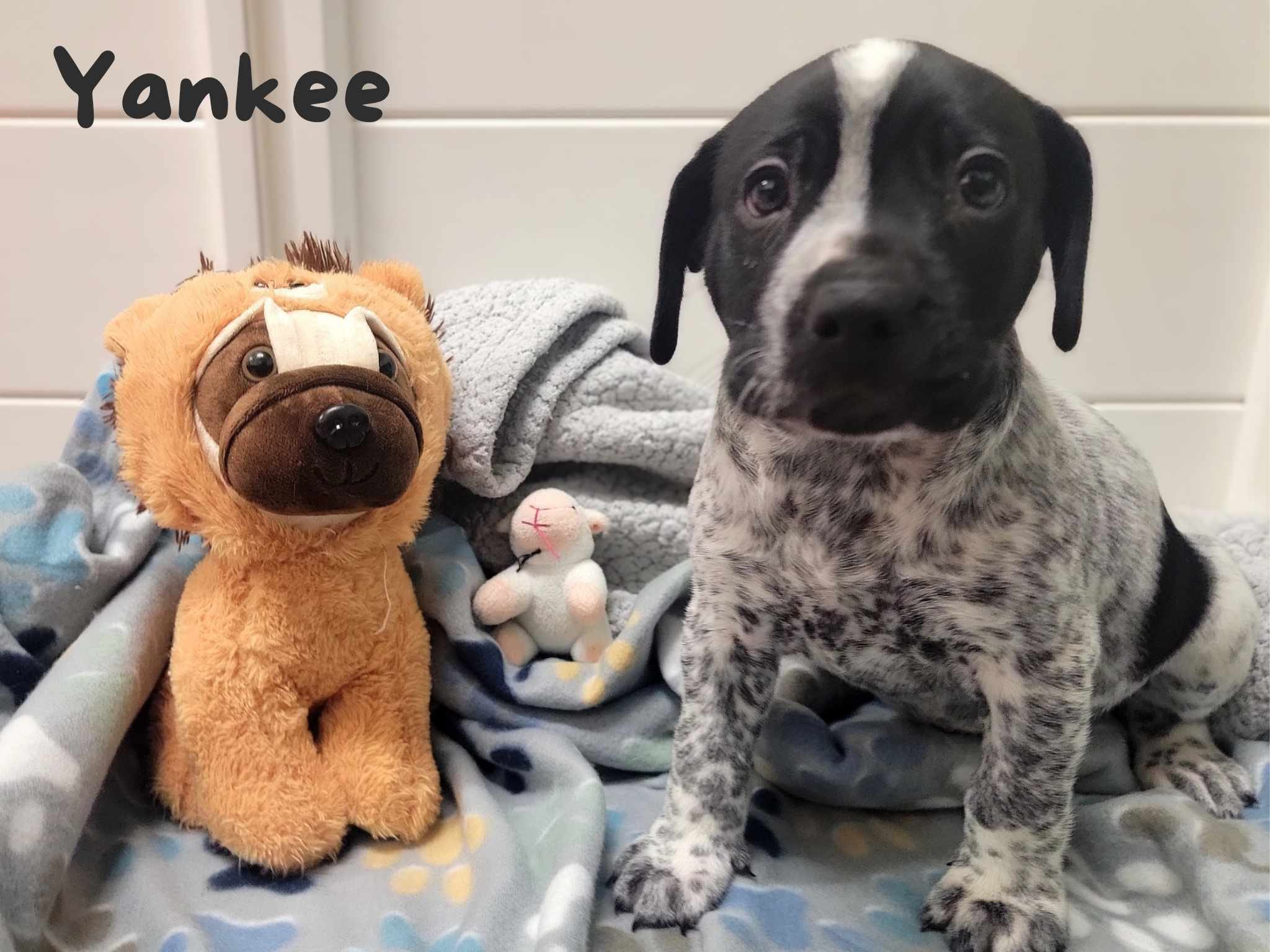 Adopt - Paws Across Oswego County