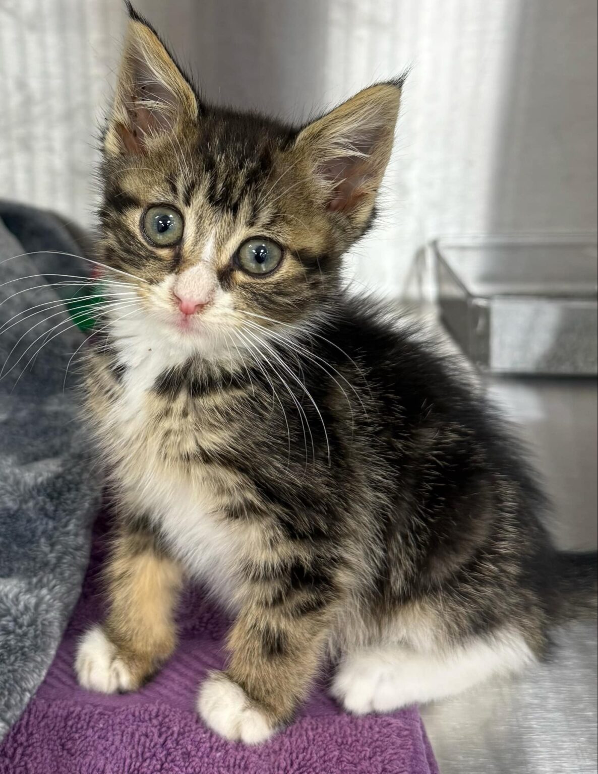 Adopt - Paws Across Oswego County